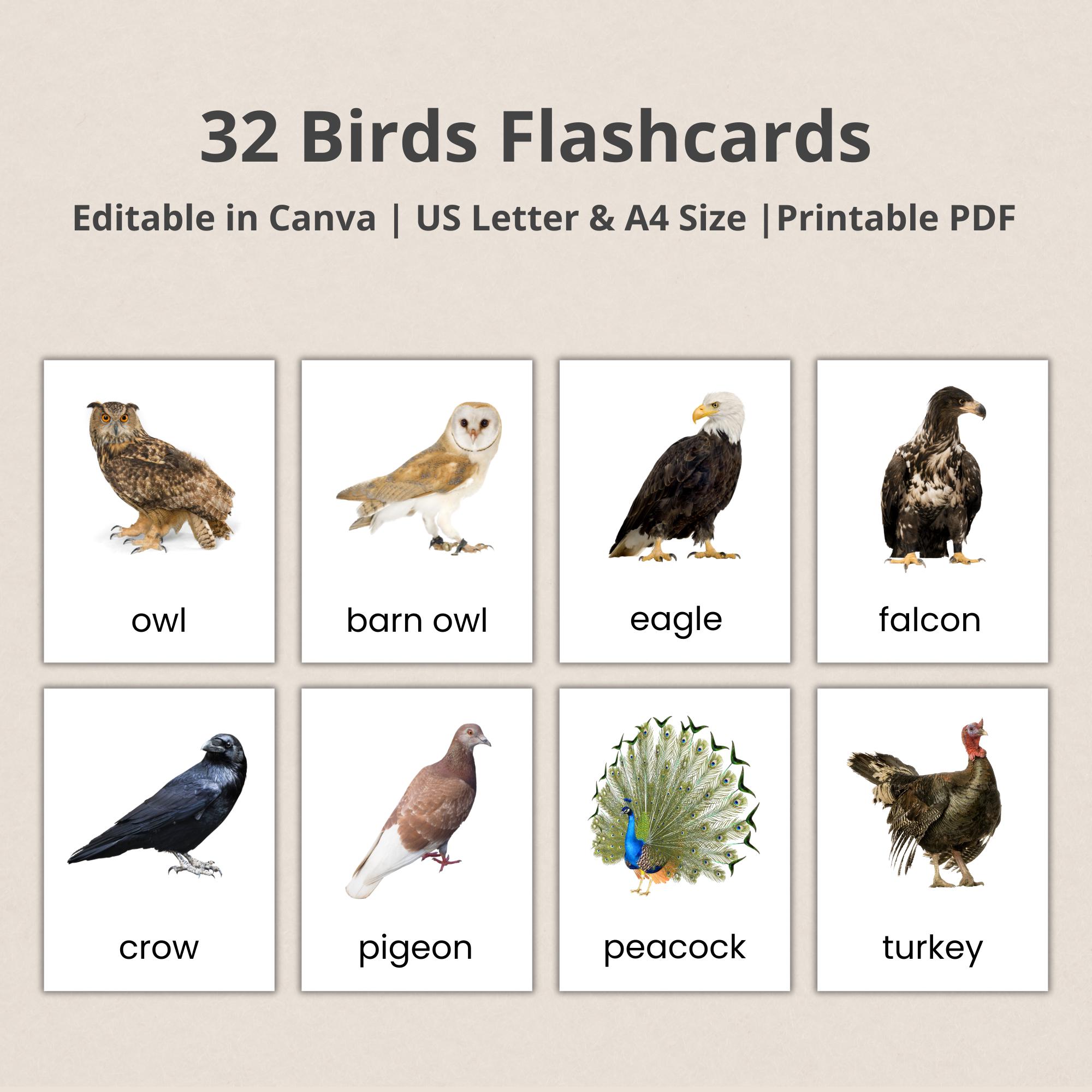 Montessori Bird Flashcards: Real Photo 3-part Cards (PDF Printable ...