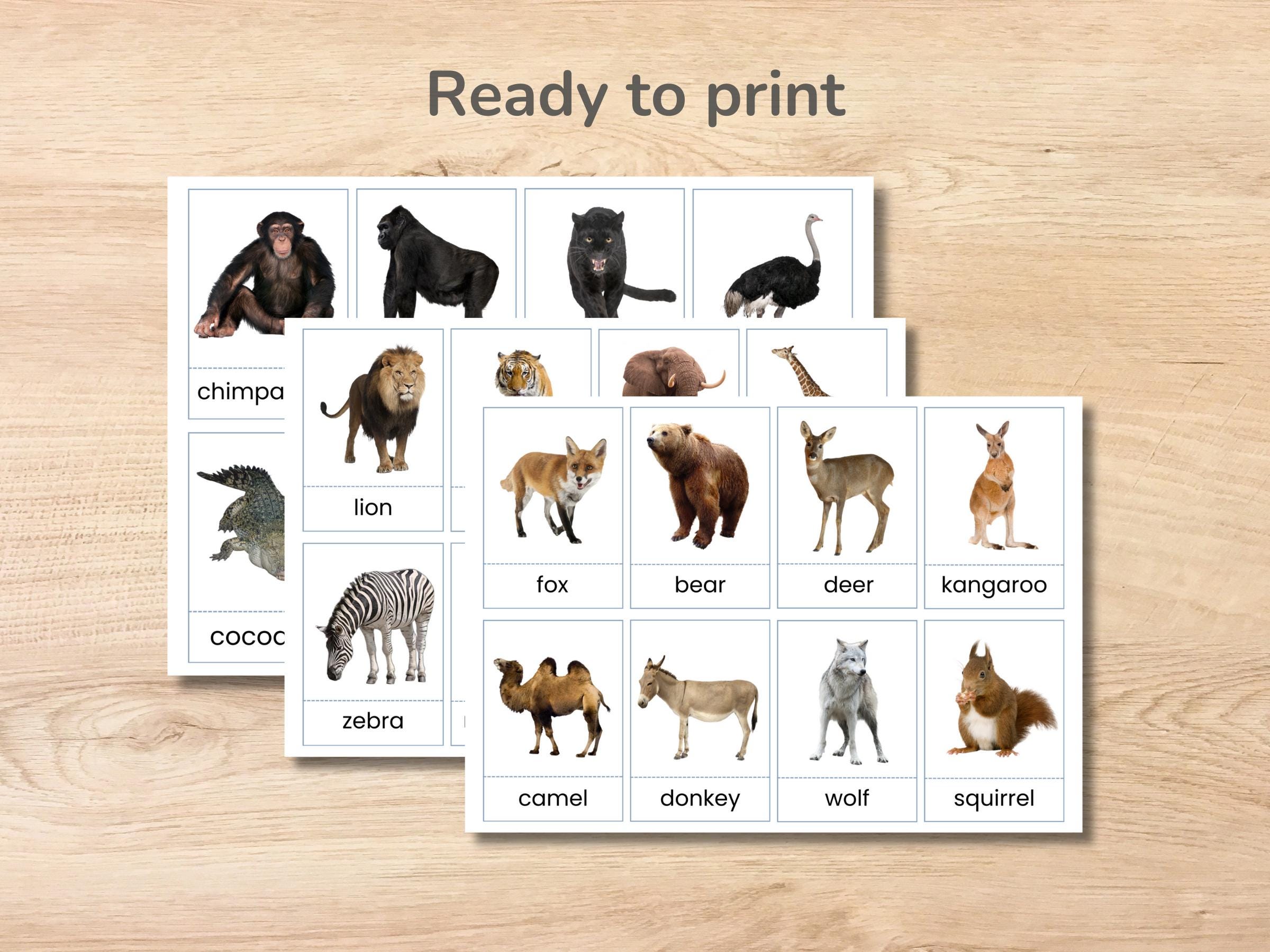 Wild Animals Flash Cards, Real Images, Homeschool Printables in English ...