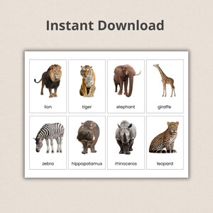 Jungle Animals Flashcards: Montessori Learning, Vocabulary (printable ...