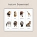 Jungle Animals Flashcards: Montessori Learning, Vocabulary (printable ...