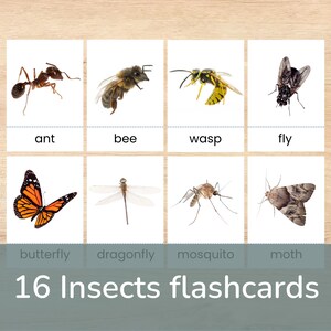 Animal Flashcard Bundle, Montessori, Real Pictures, Vocabulary Pictures ...