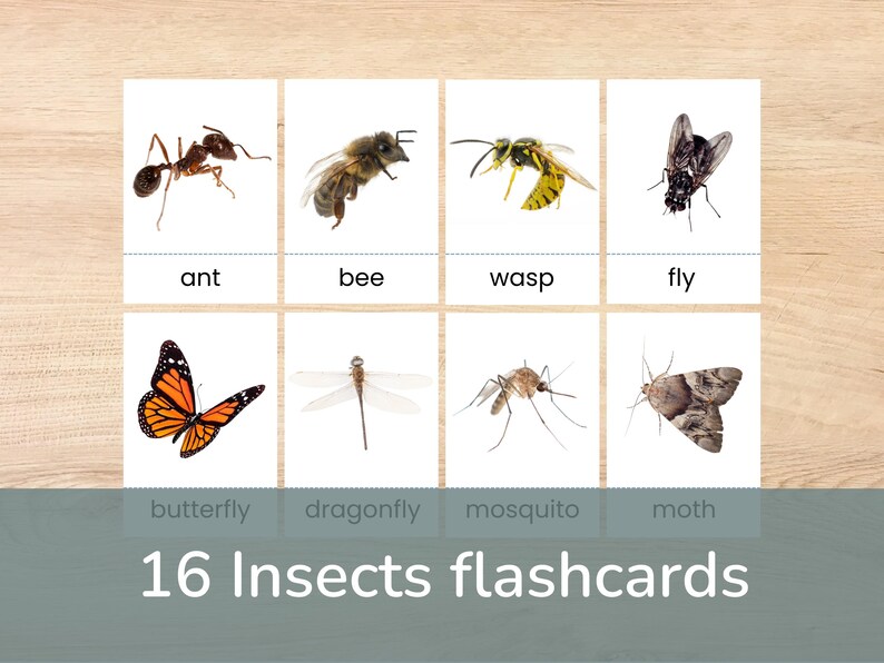 Animal Flashcard Bundle, Montessori, Real Pictures, Vocabulary Pictures ...