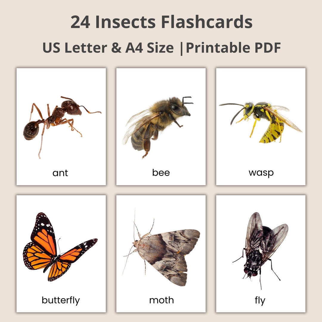 Montessori Insects Flashcards: Real Image 3-part Cards (PDF Printable ...