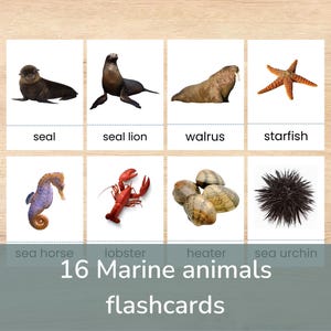 Animal Flashcard Bundle, Montessori, Real Pictures, Vocabulary Pictures ...