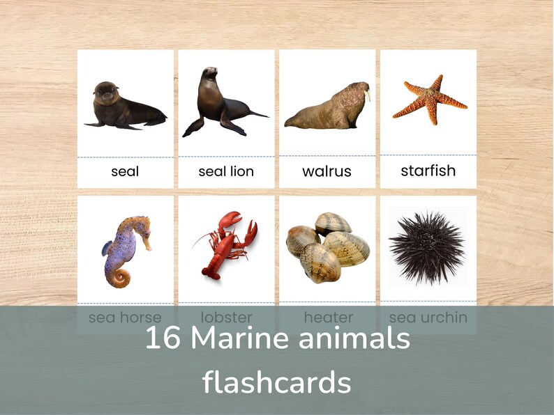 Animal Flashcard Bundle, Montessori, Real Pictures, Vocabulary Pictures ...