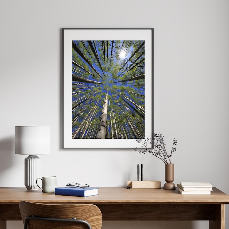 Colorado Aspens to the Sky Photo Art, Aspen Trees Colorado Photography ...
