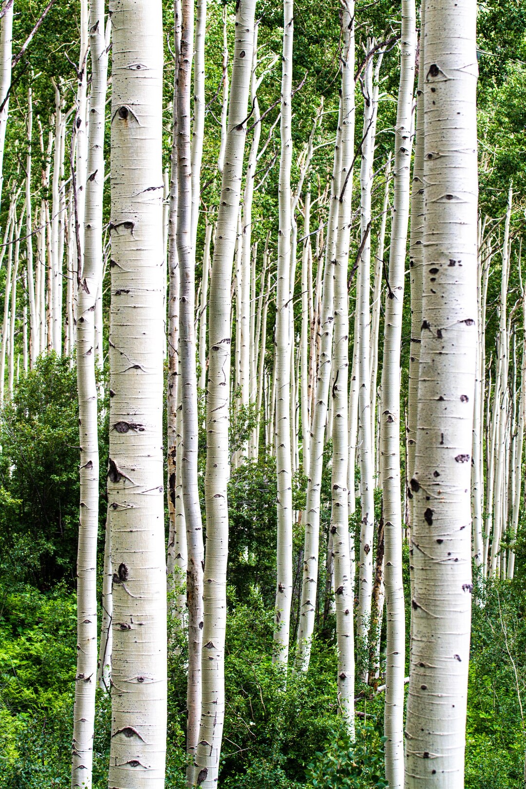 Tall White Aspens Photo, Aspens in Colorado Mountains, Aspen Wall Art ...