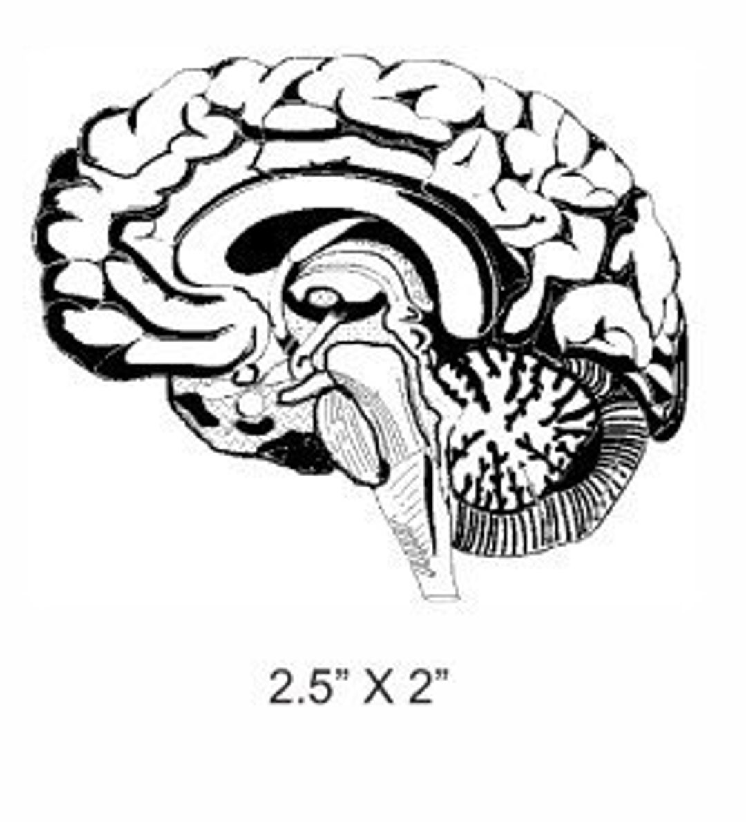 I Have Half a Mind To... Anatomical Brain Rubber Stamp - Etsy