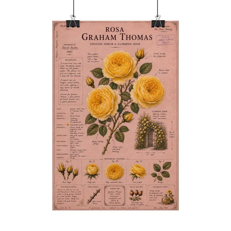 Graham Thomas Rose Print, Vintage Botanical Wall Art, Cottagecore Decor ...