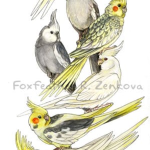 Cockatiel Art Stack Painting Print Wall Art Bird Stack - Etsy