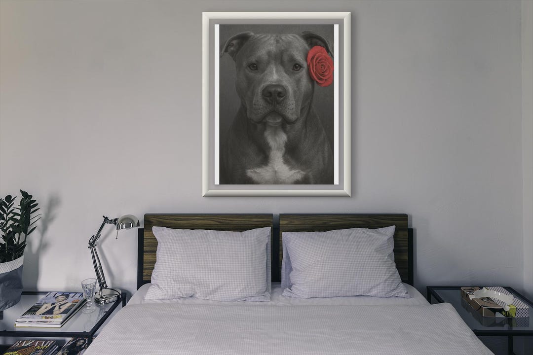 Black and White Pit Bull Wall Art Print-red Rose Dog Photography ...
