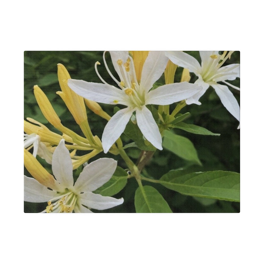 June Birth Flower Honeysuckle Wall Art - Etsy