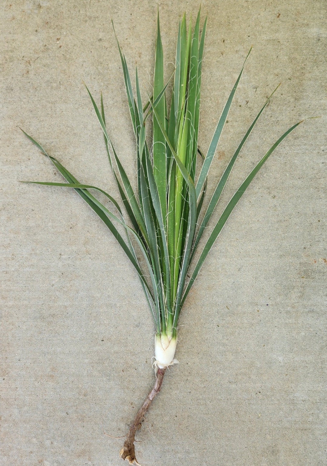 2 Yucca Plants Adam's Needle Yuca Succulent Perennial Flowers Shrubs ...