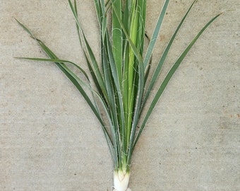 Yucca Plant Adam's Needle Yuca Succulent Perennial Flowers Shrubs ...