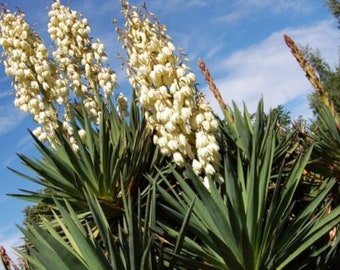 2 Yucca Plants Adam's Needle Yuca Succulent Perennial Flowers Shrubs ...