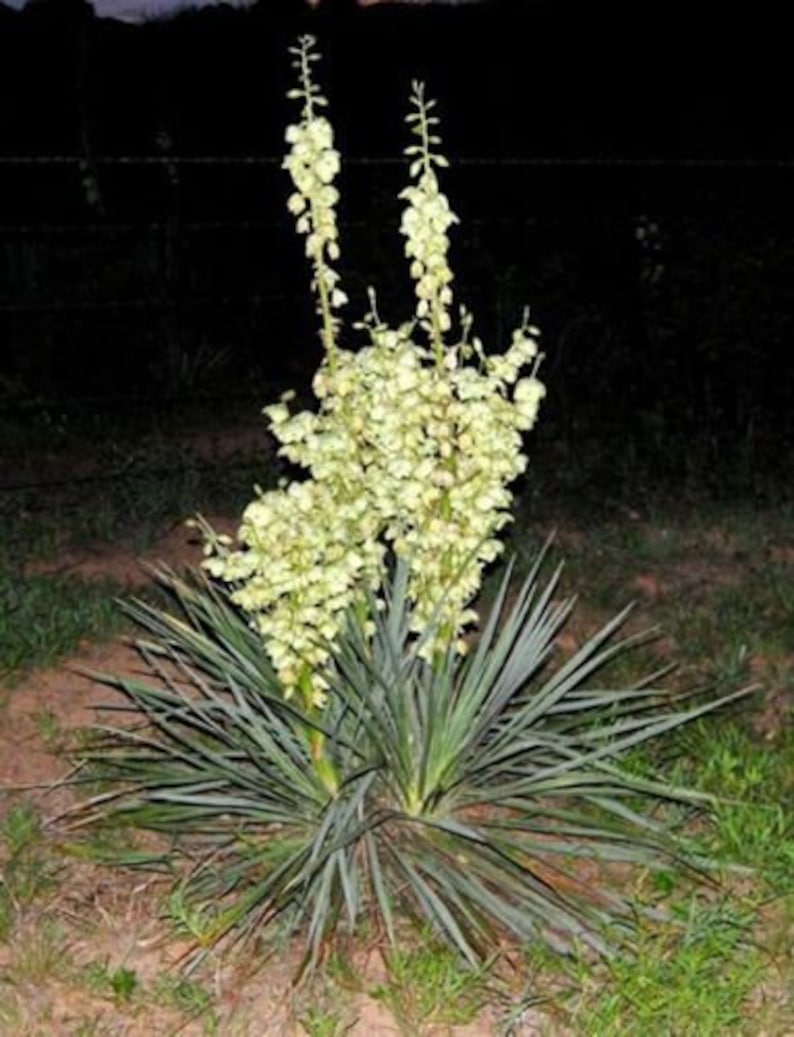 Yucca Plant Adam's Needle Yuca Succulent Perennial Flowers Shrubs ...