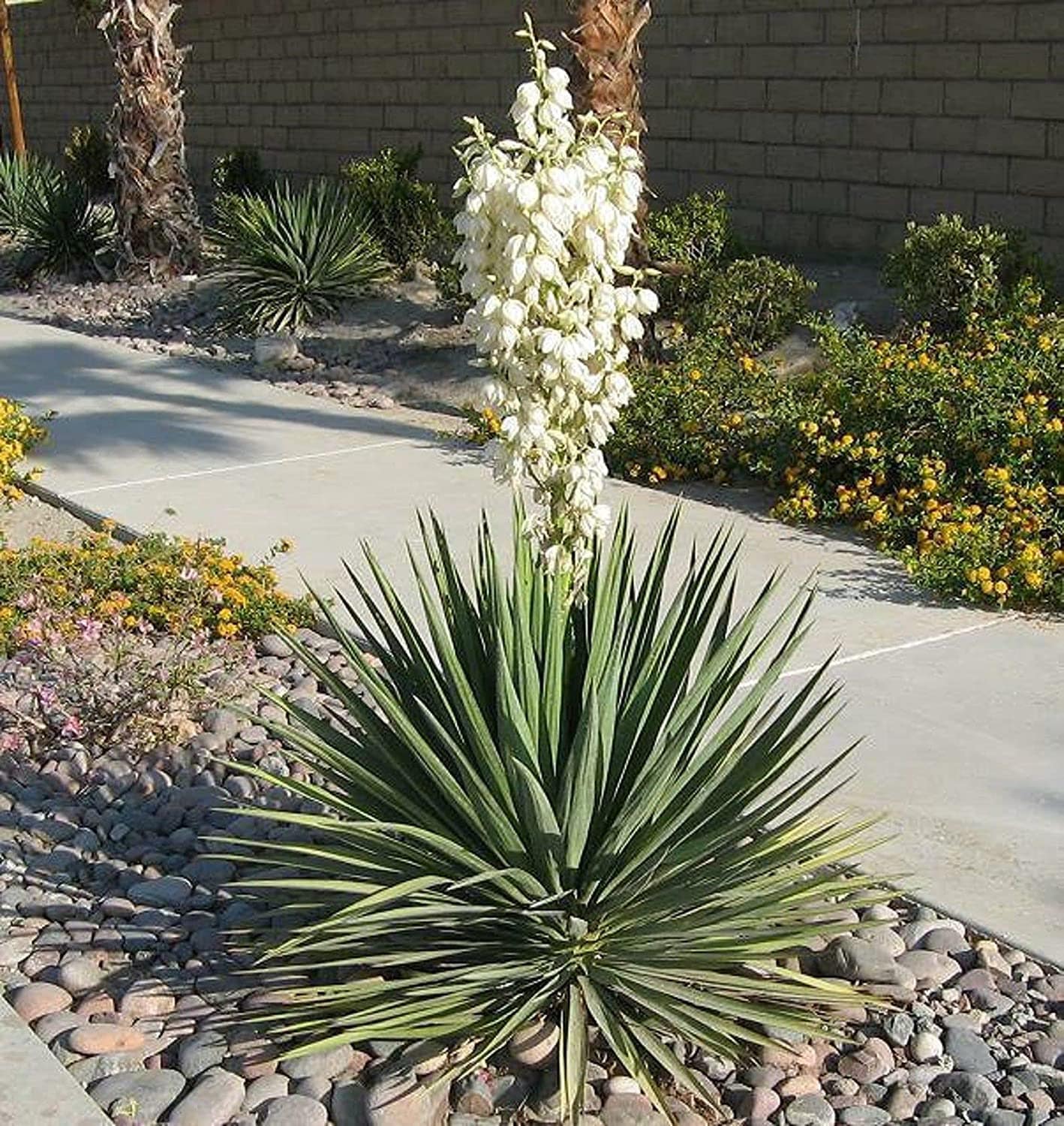 Yucca Plant Adam's Needle Yuca Succulent Perennial Flowers Shrubs ...