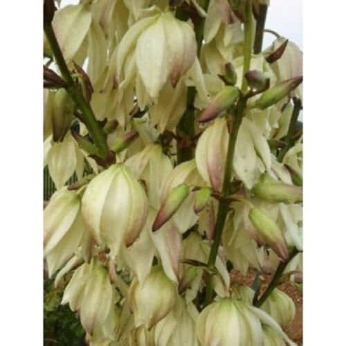 2 Yucca Plants Adam's Needle Yuca Succulent Perennial Flowers Shrubs ...