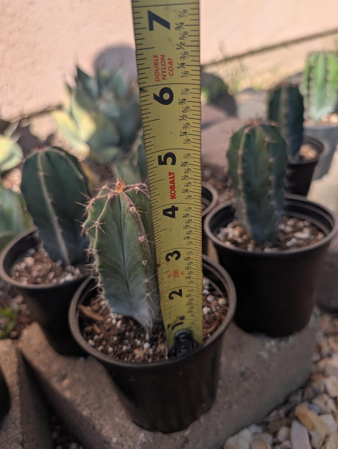 Stenocereus Pruinosus - Gray Ghost Organ Pipe - Etsy