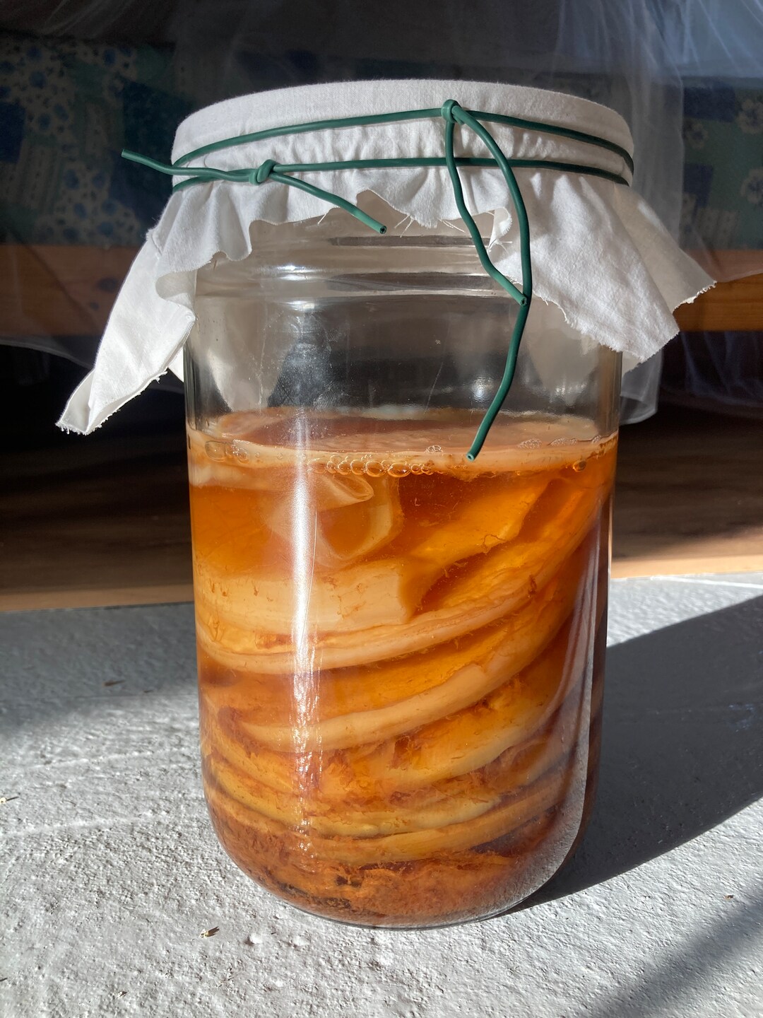 Scoby Kombucha Disc for Fermentation With Tea Starter - Etsy