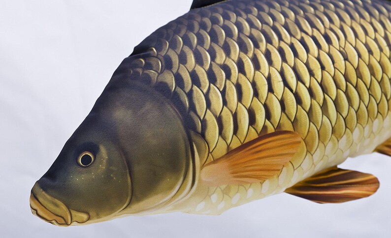 COMMON CARP Fish Pillow – Premium Photorealistic Plush Cushion [36 Cm ...