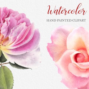 Roses Flower Clipart. Realistic Botanical Illustration Bundle. Pink ...
