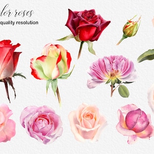 Roses Flower Clipart. Realistic Botanical Illustration Bundle. Pink ...