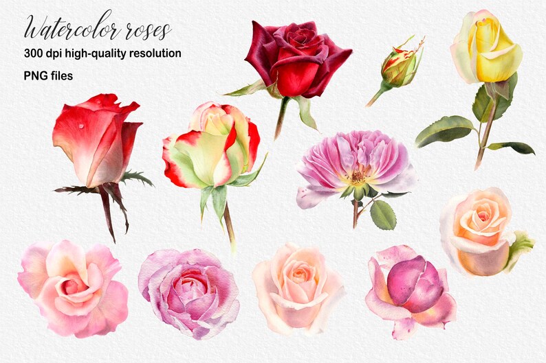 Roses Flower Clipart. Realistic Botanical Illustration Bundle. Pink ...