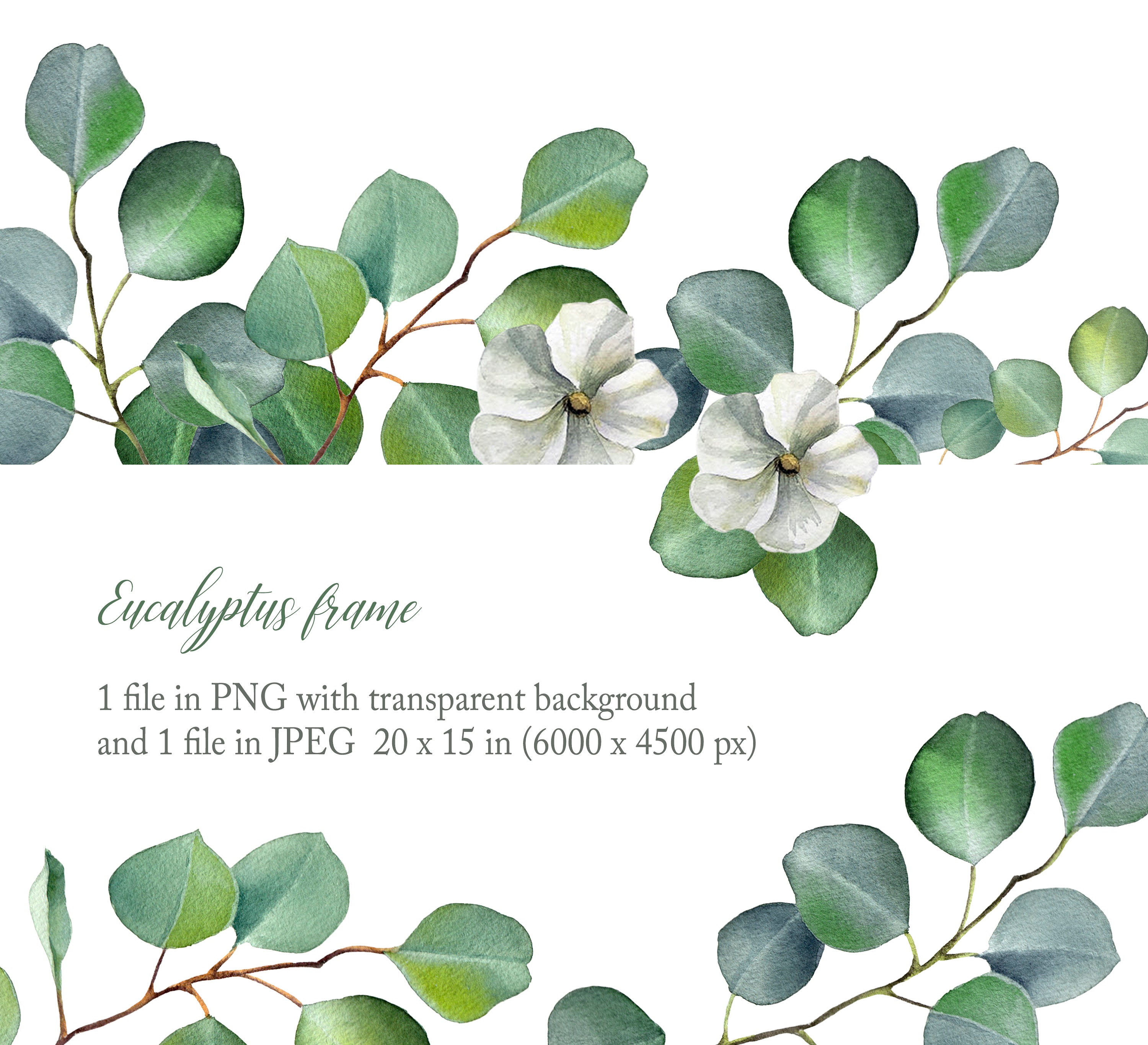 Watercolor Eucalyptus Border Clipart. Greenery Frame PNG. Green Branch ...