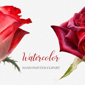 Roses Flower Clipart. Realistic Botanical Illustration Bundle. Pink ...