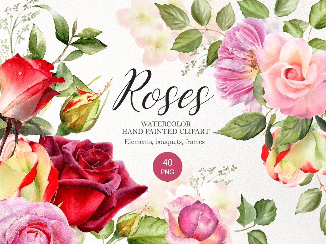 Roses Flower Clipart. Realistic Botanical Illustration Bundle. Pink ...