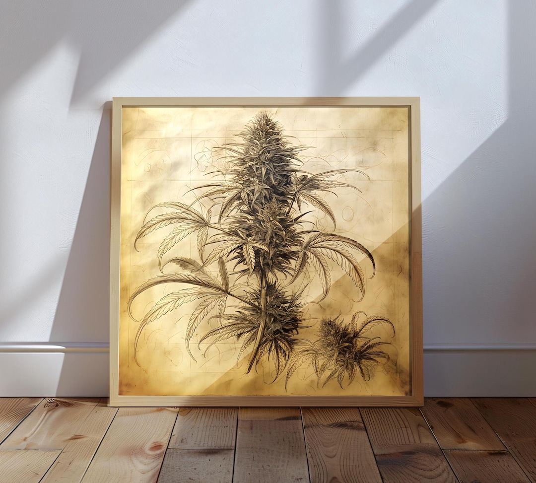 Cannabis Bud History Drawing Cannabis Art Print Weed Art Marijuana ...
