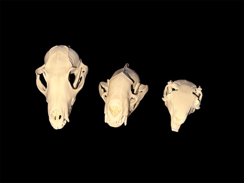 Replica Animal Skulls, 3D Printed Badger Skull, Fox Skull, Rabbit Skull ...