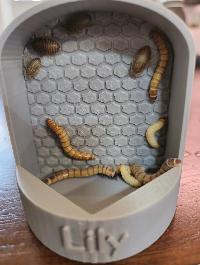 Personalised Reptile Feeder, Bug Muncher, Gecko & Bearded Dragon Food ...