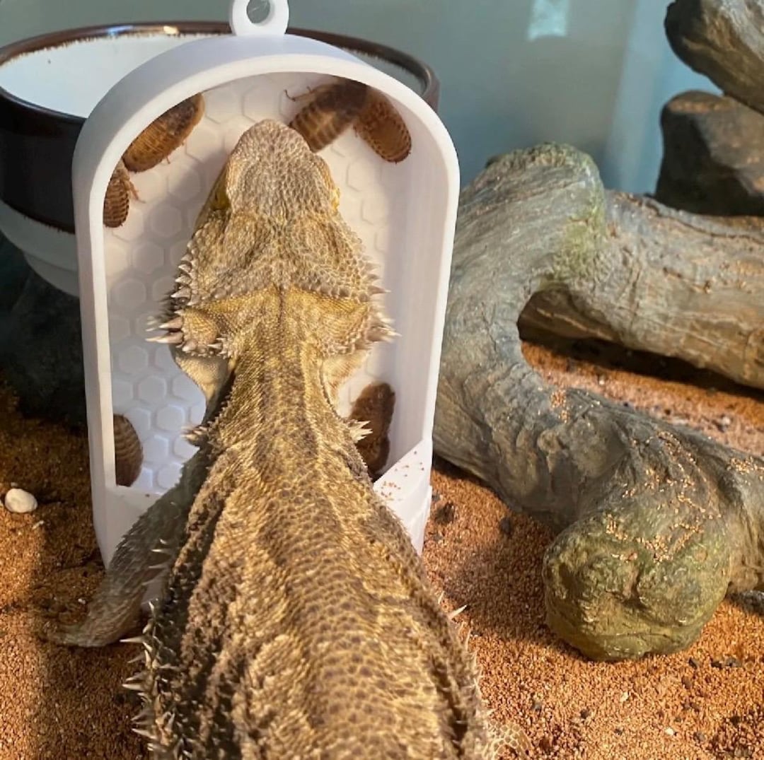 Personalised Reptile Insect Feeder, Bug Feeder for Geckos and Bearded ...