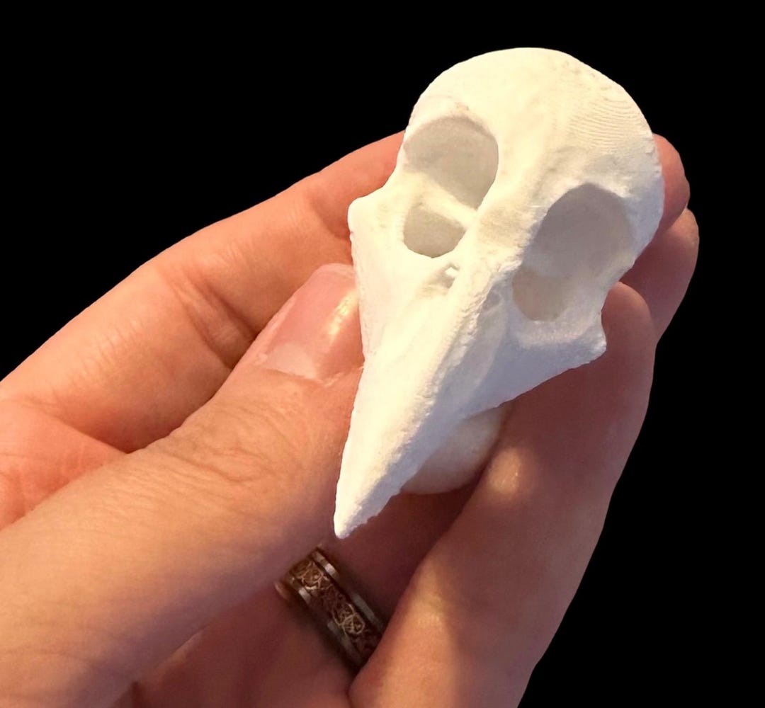 Crow Skull Display, 3D Printed Fossil Collectible, Animal Skeleton Art ...