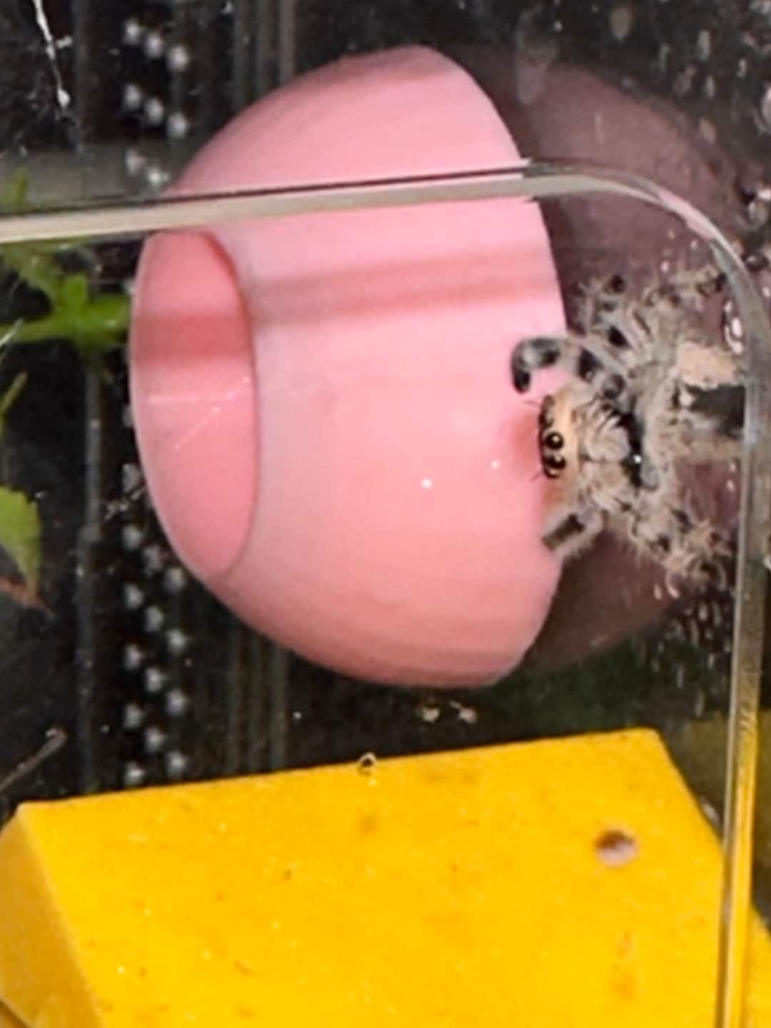 Jumping Spider Hide 3D Printed Magnetic Jump Spider Accessories ...