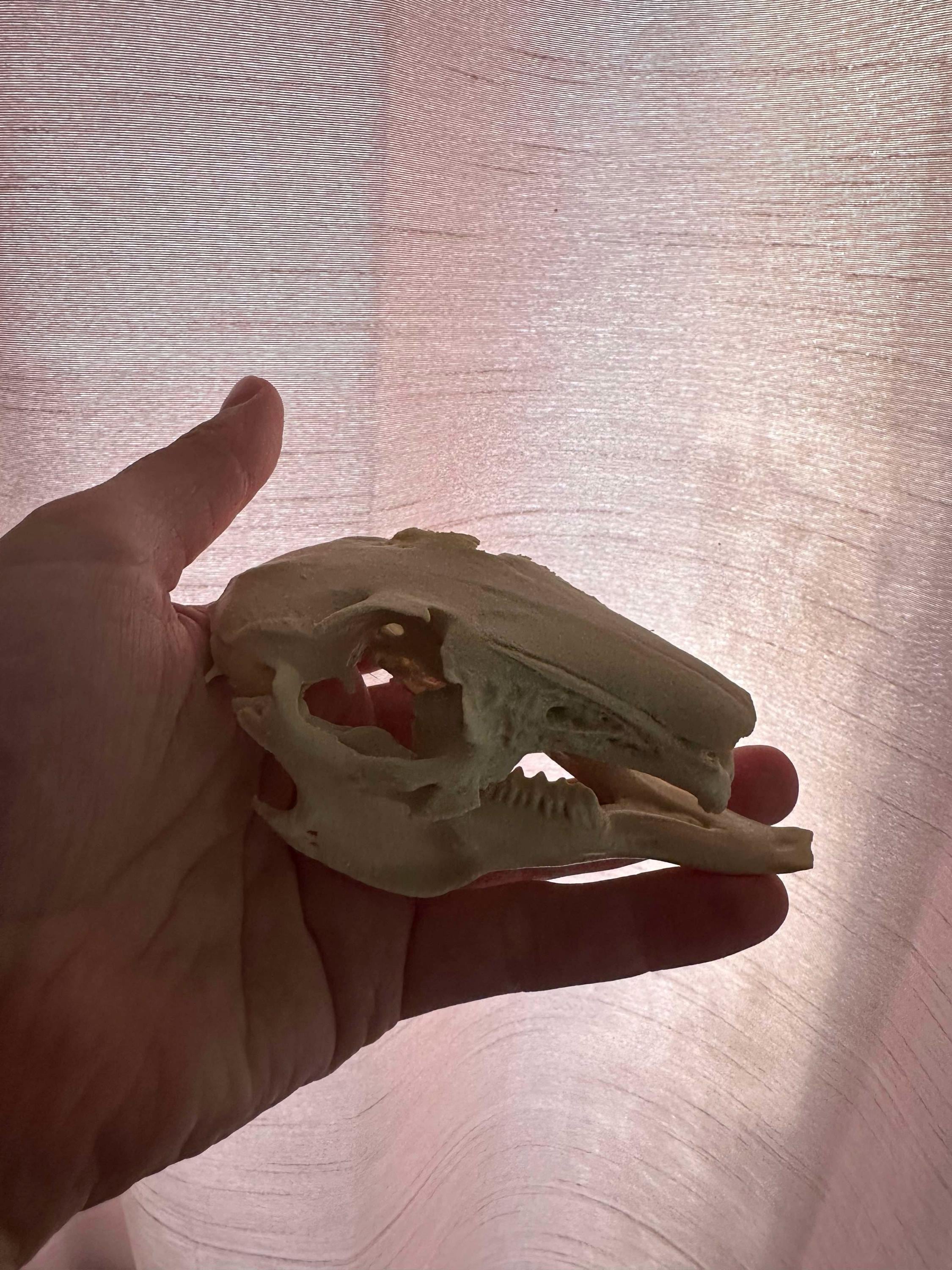 Replica Animal Skulls, 3D Printed Badger Skull, Fox Skull, Rabbit Skull ...