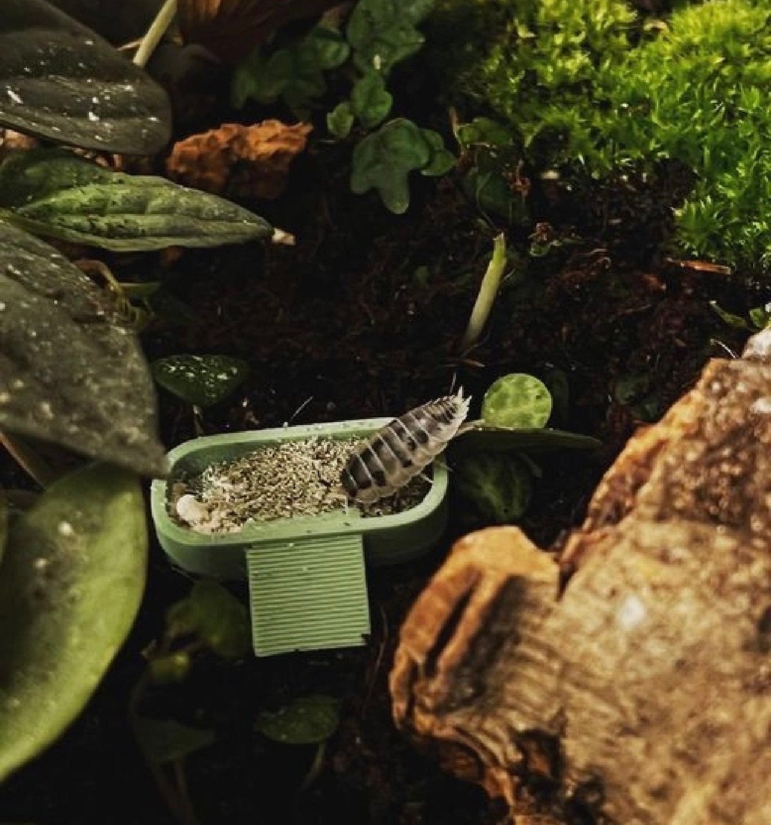 Isopod Feeding Bowl With Ramp Clean up Crew Feeder Insects Woodlice ...