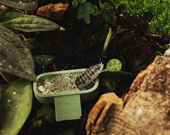 Deluxe Isopod Starter Kit - Isopod Terrarium Kit for Isopods With ...