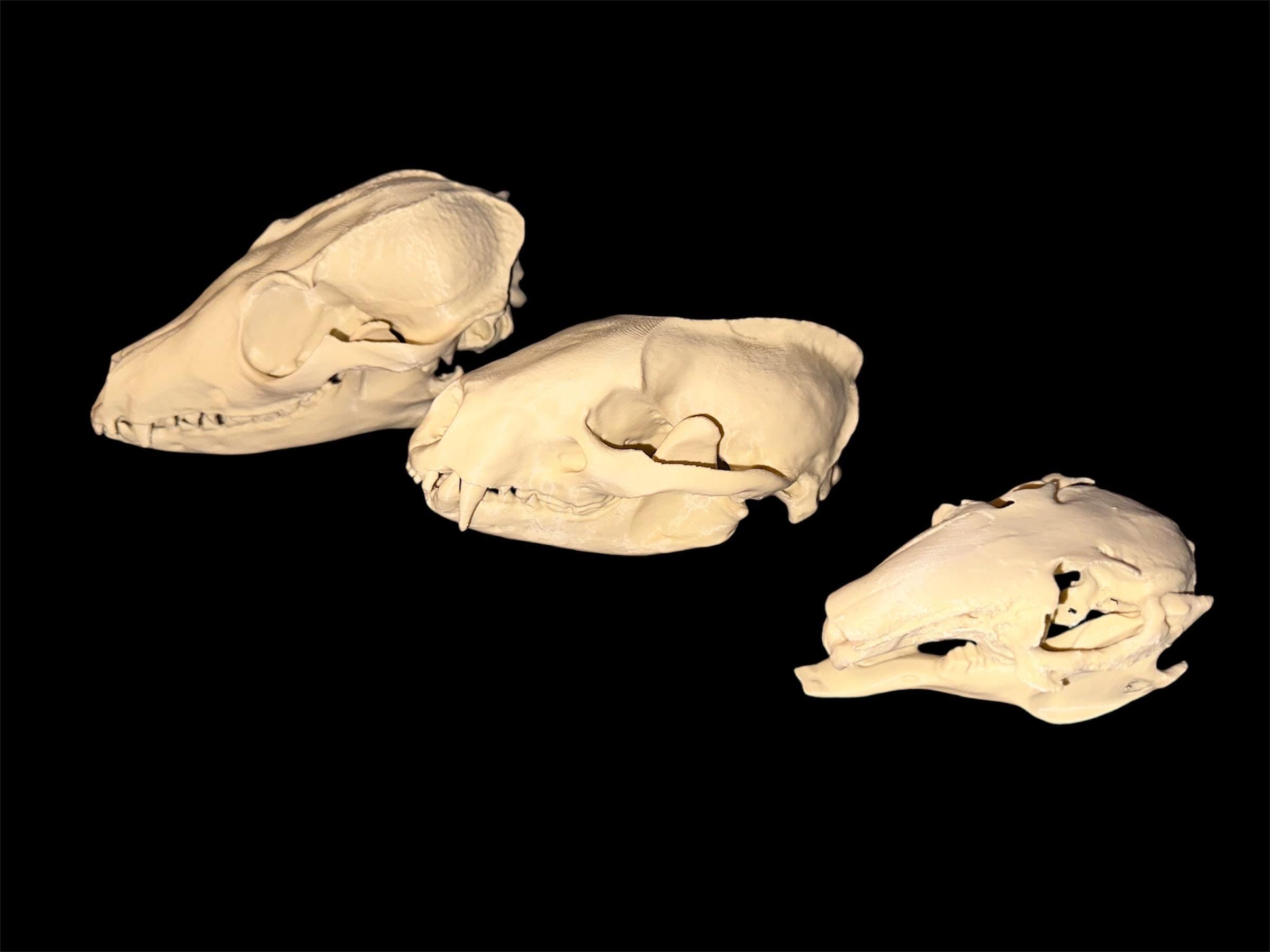 Replica Animal Skulls, 3D Printed Badger Skull, Fox Skull, Rabbit Skull ...