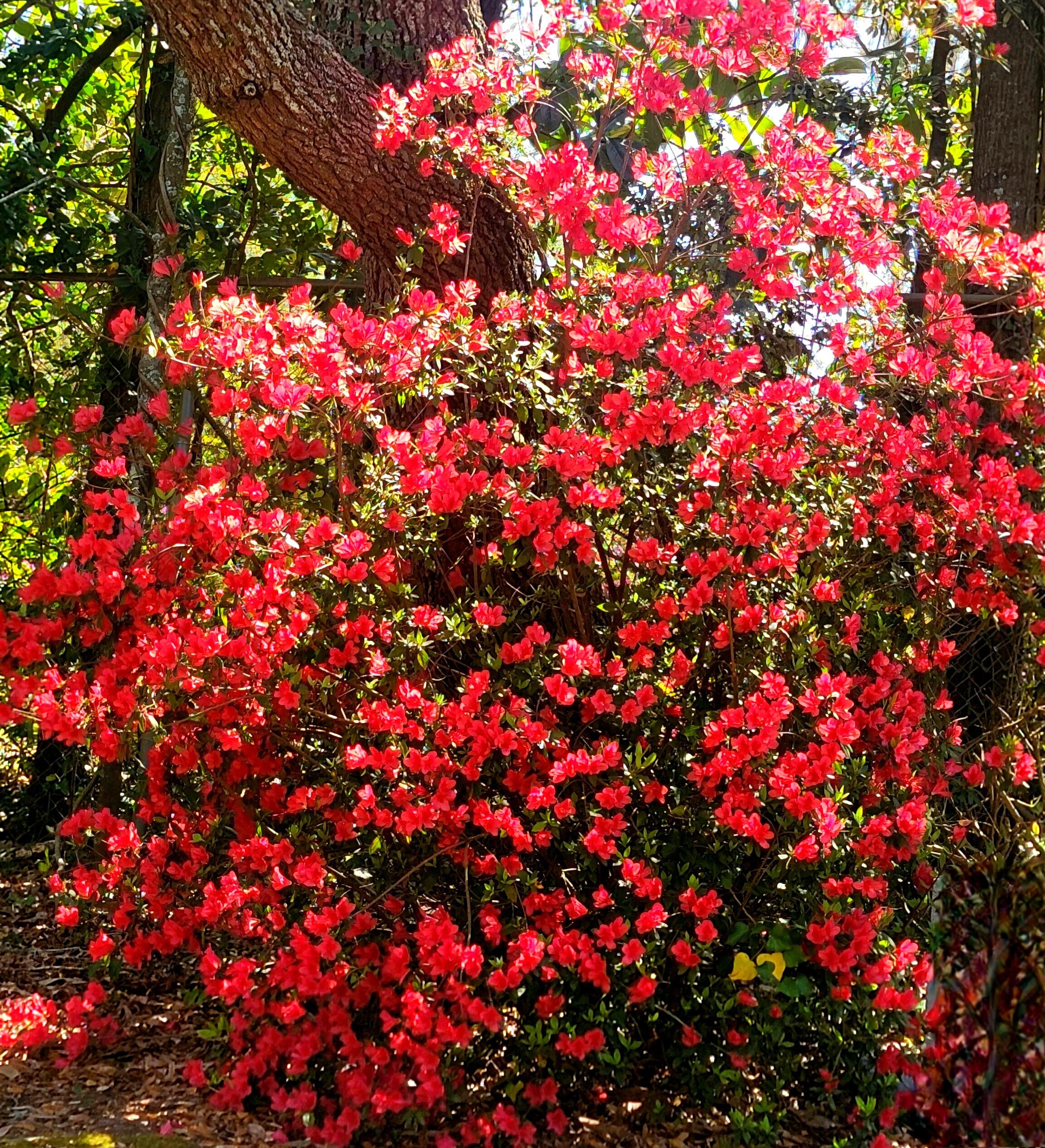 5 Blank Photo Note Cards/ Azalea Photo Note Cards With High Quality ...