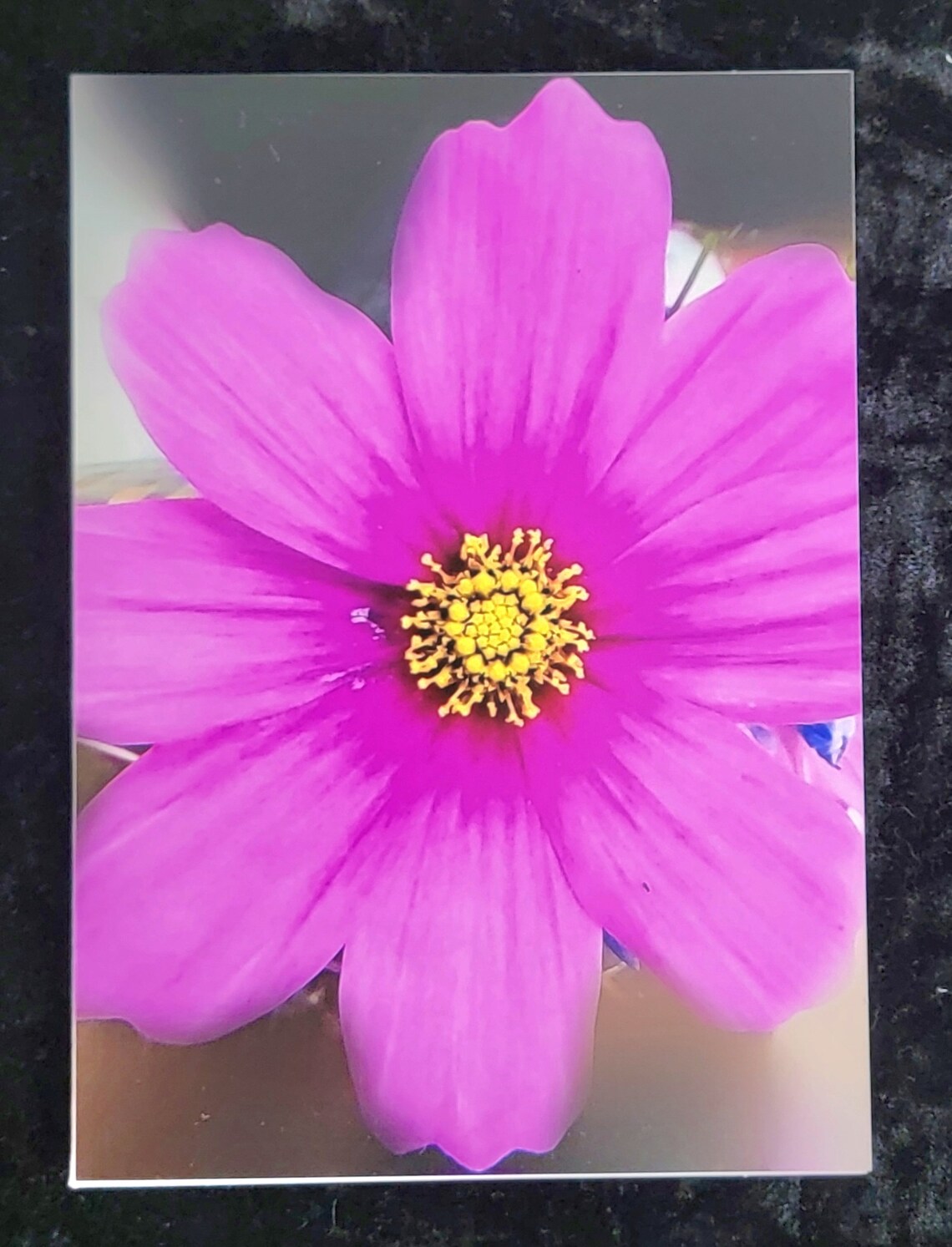 Pink Flower Note Cards, 5 Blank Photo Note Cards With Envelopes ...