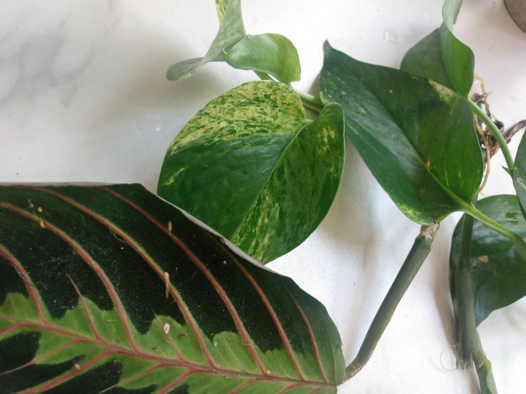 5 Plant Cuttings Rooted & Unrooted Bundle Monstera, Pothos, Maranta - Etsy