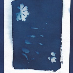 Cyanotype of Various Leaves, on Watercolour Paper With Deckle Edge - Etsy