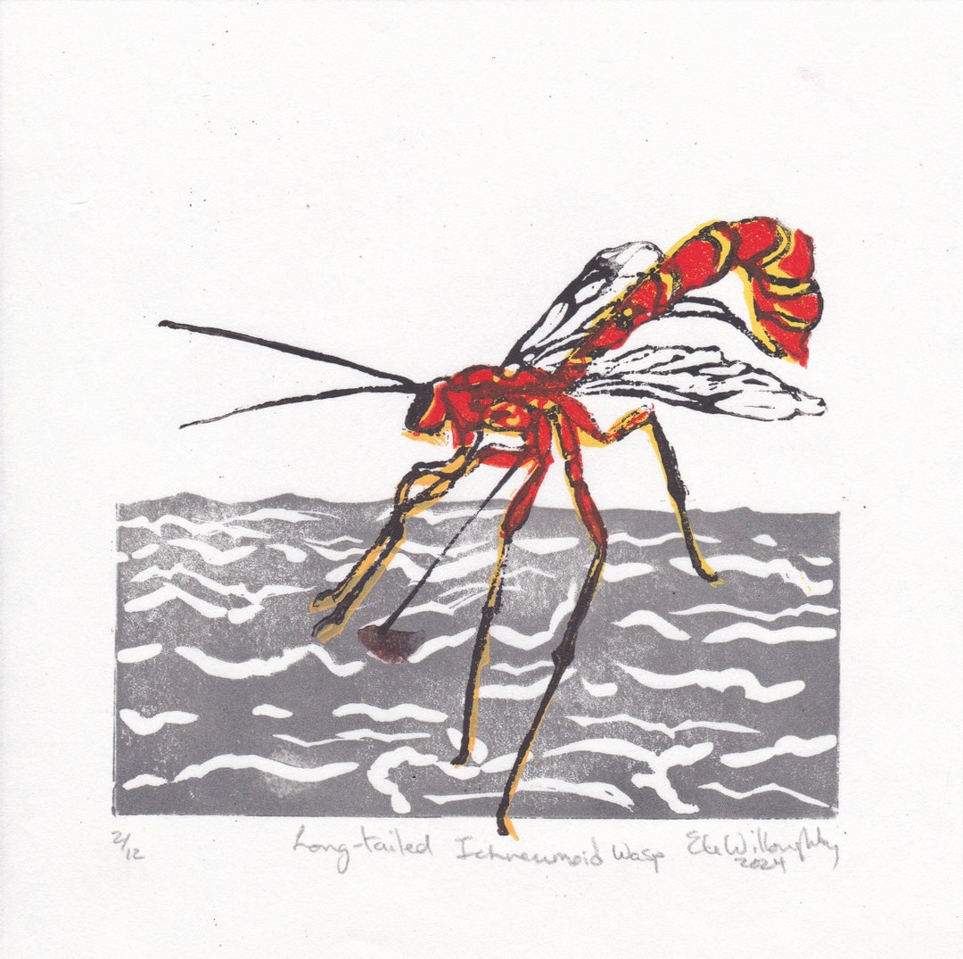 Long-tailed Giant Ichneumoid Wasp, Megarhyssa Macrurus, Ichneumon Wasp ...