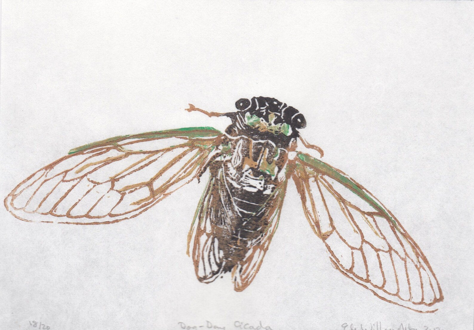 Dog-day Cicada Linocut Mini Lino Block Print of Tibicen - Etsy