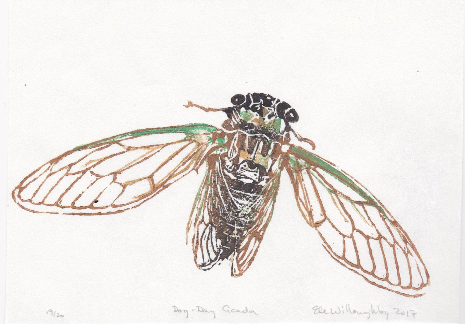 Dog-day Cicada Linocut Mini Lino Block Print of Tibicen - Etsy