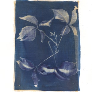 Virginia Creeper Cyanotype With Turmeric on Watercolour Paper - Etsy