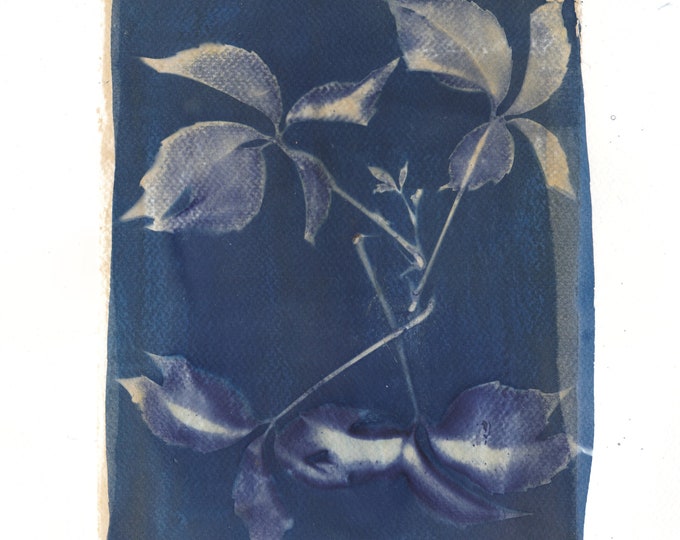 Virginia Creeper Cyanotype With Turmeric on Watercolour Paper - Etsy